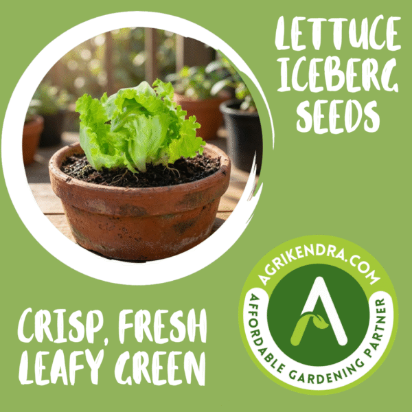 Iceberg Lettuce Seeds – Buy Online at Just ₹20 | Agrikendra