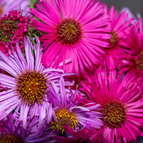 Aster Mix Flower Seeds | Buy Winter Flower Seeds Online Kerala