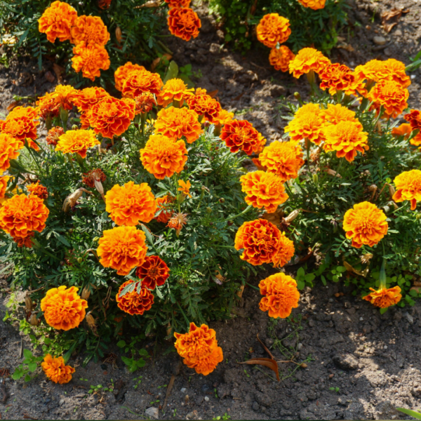 Marigold Mix Flower Seeds Online India |Buy Flower Seeds