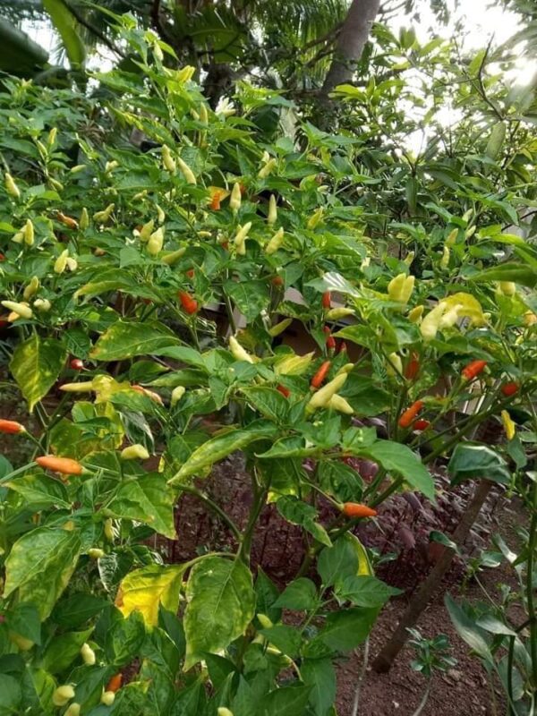 White Upright Chilli Seeds