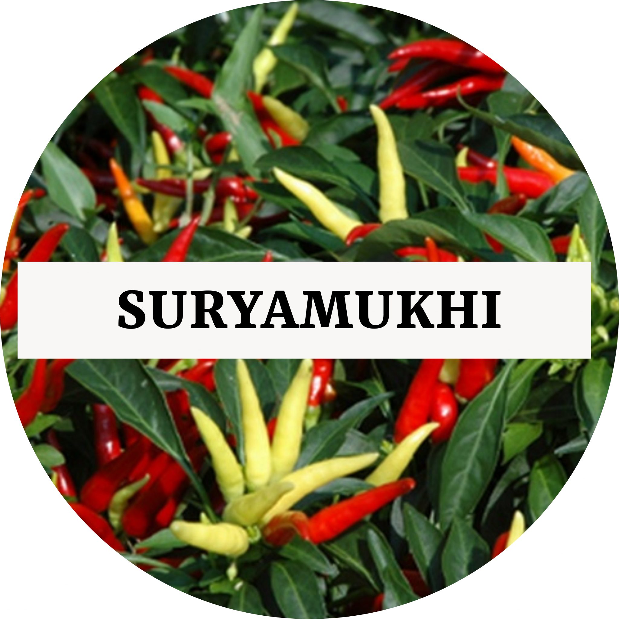 Suryamukhi Chilli Seeds Online | Suryamukhi Chilli Seeds India