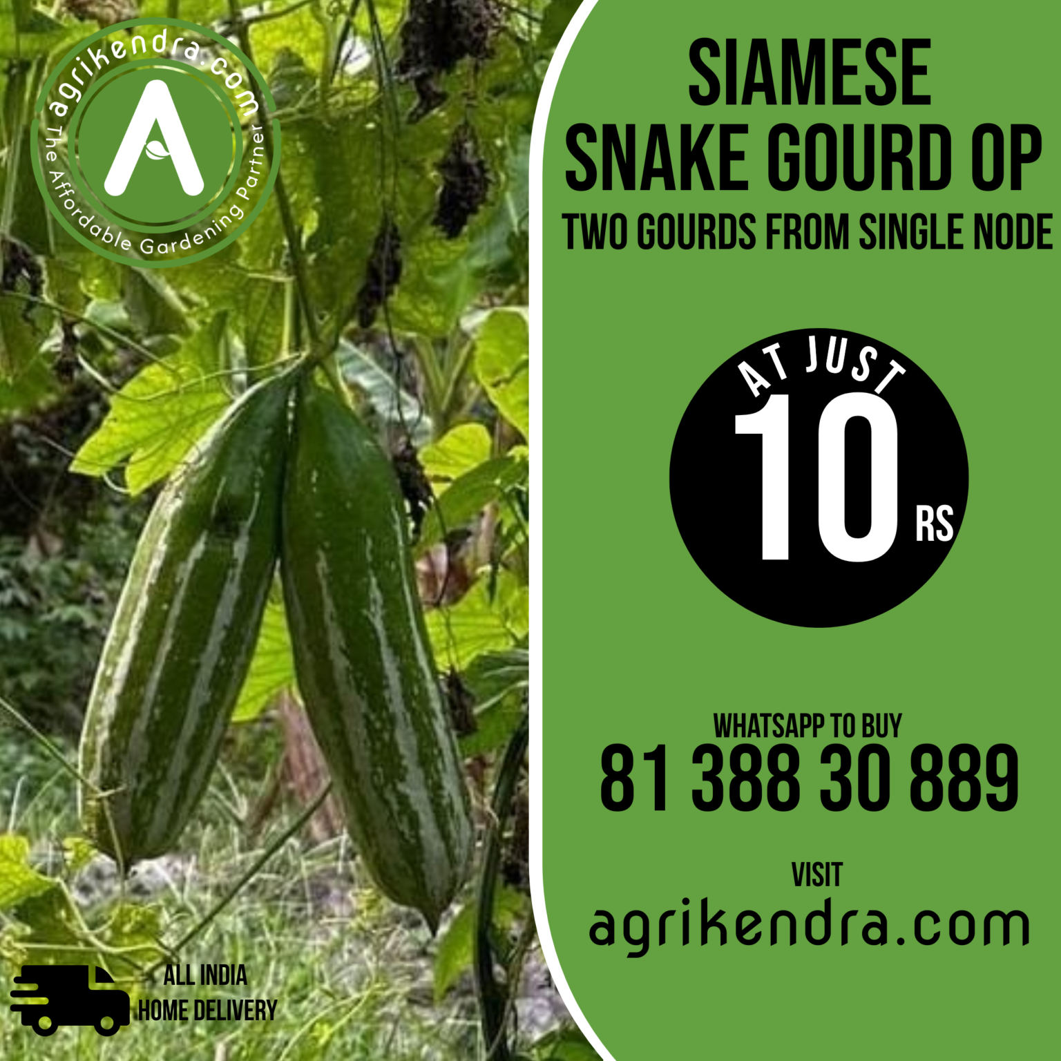 Long Snake Gourd Seeds Online | Buy Long Snake Gourd Seeds Online