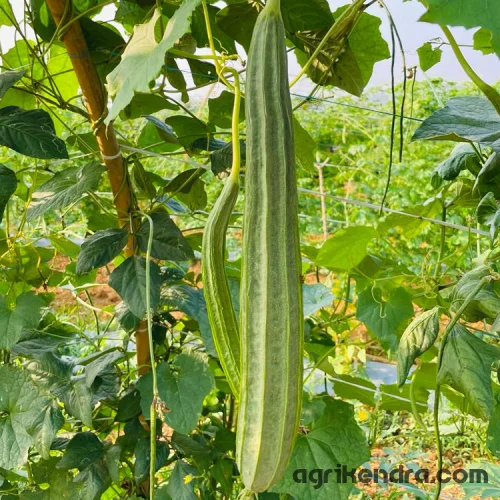 Hybrid Ridge Gourd Seeds Online India | Buy Vegetable Seeds Online