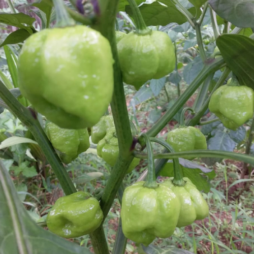 Mali Chilli Seeds Online | Mali Mulak Seed Online India