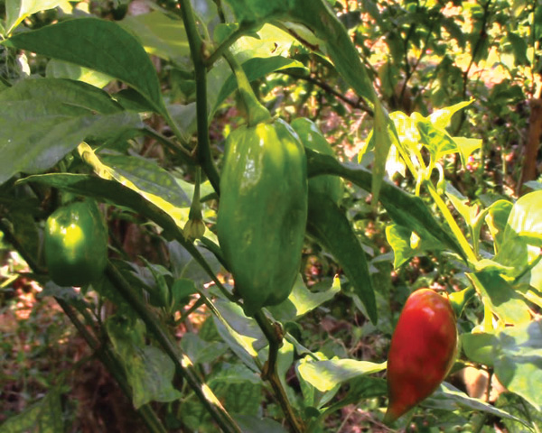 Mali Chilli Seeds Online | Mali Mulak Seed Online India | Mali Chilli Seed
