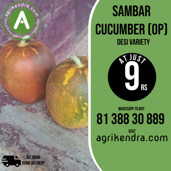 Kerala Vegetable Seeds Online | Nadan Seeds Kerala
