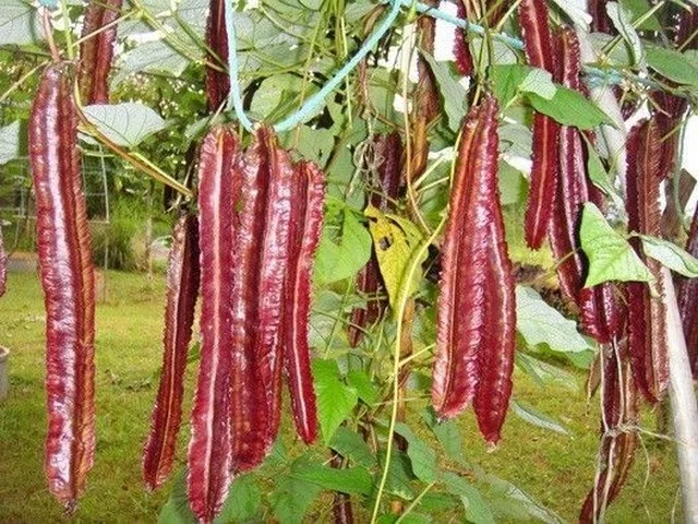 Winged Bean Seeds | Square Bean Seeds | Chathura Payar Seeds