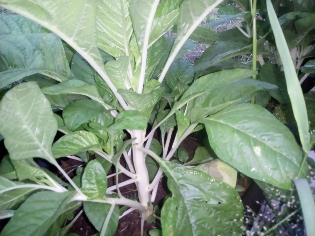 Vegetable Seeds Online Starting From5 Rs | #vegetableseedsonline