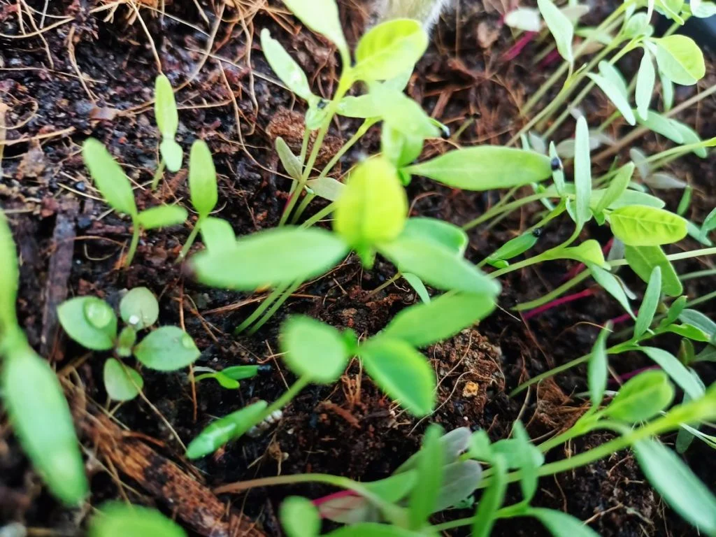 Sundari Cheera Seeds Online | Pink Beauty Amaranthus Seeds Online