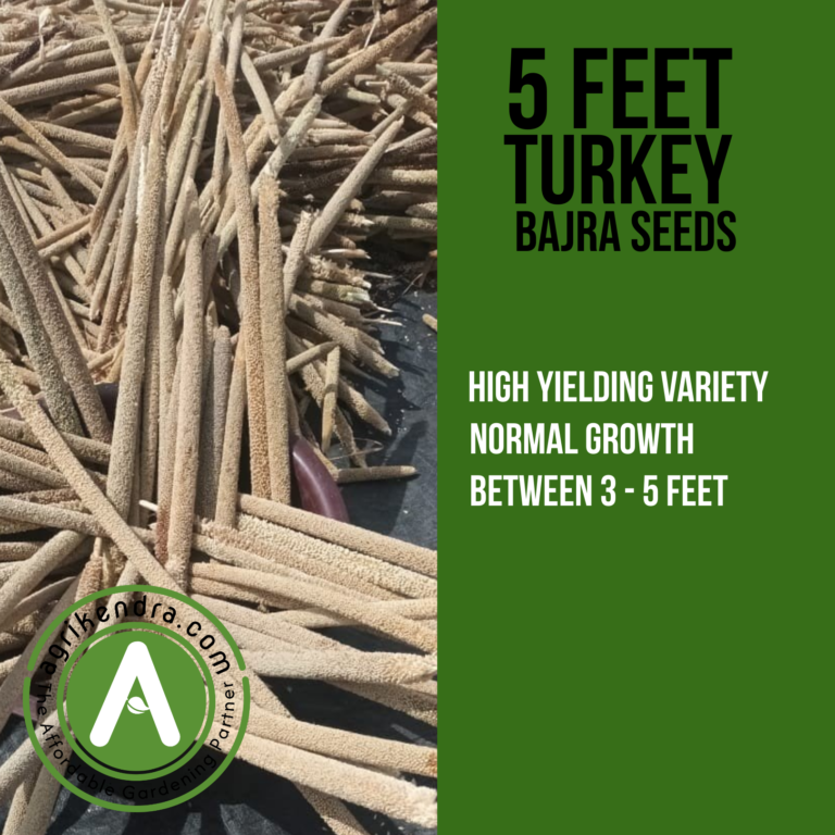 Best Bajra Seeds for Indian Climate | High-Yield Bajra Seeds India