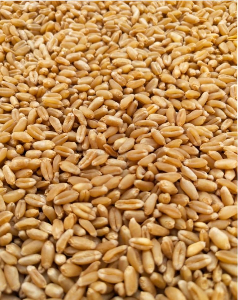 DG09 Israeli Wheat Seeds | Dg09 Wheat Seed Buy Online