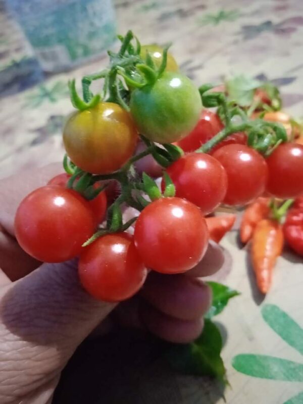 Buy Cherry Tomato Seeds Online India | Vegetable Seeds Online