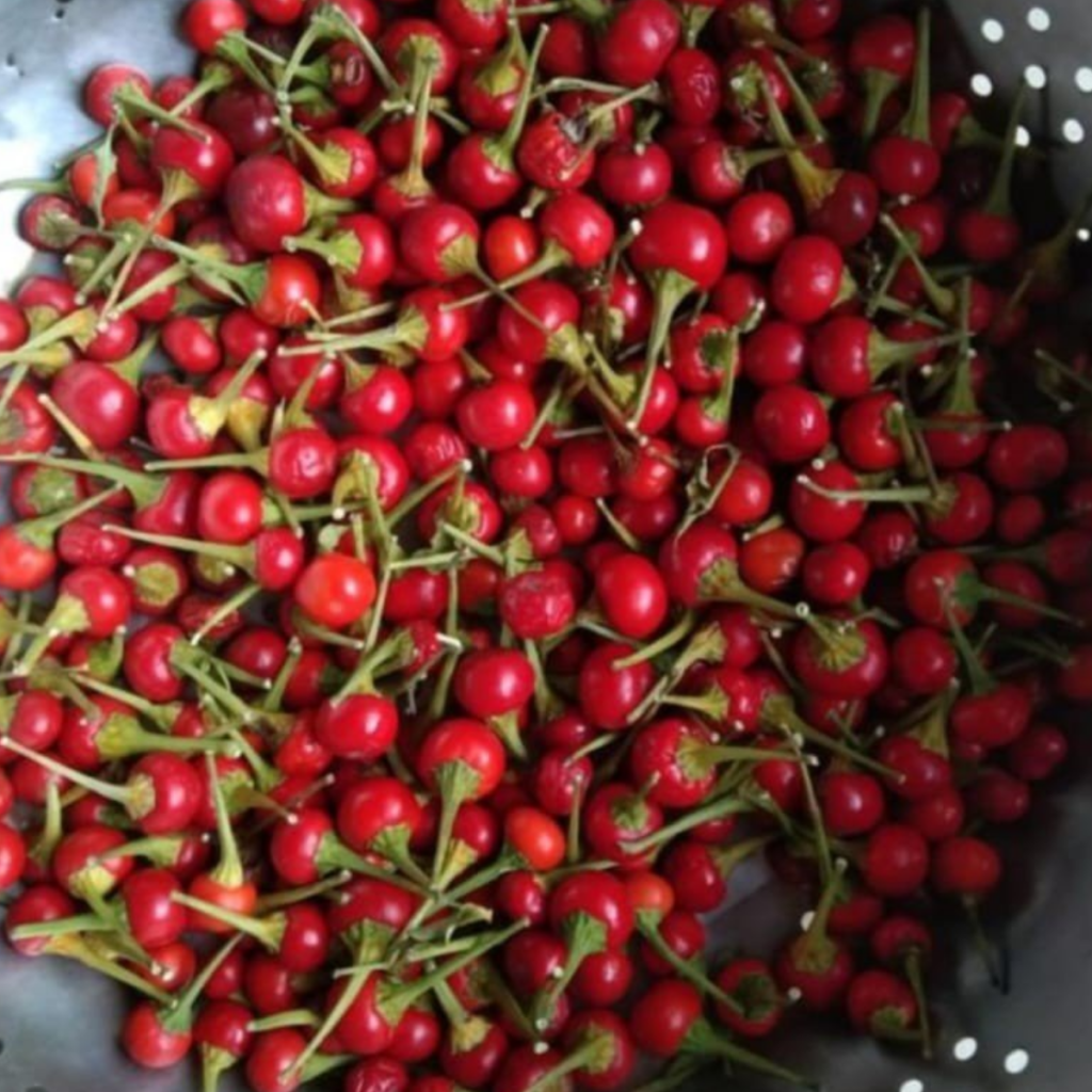 Chilli Red Ball Seeds India | Buy 1 Feet Long Chilli Seeds Online