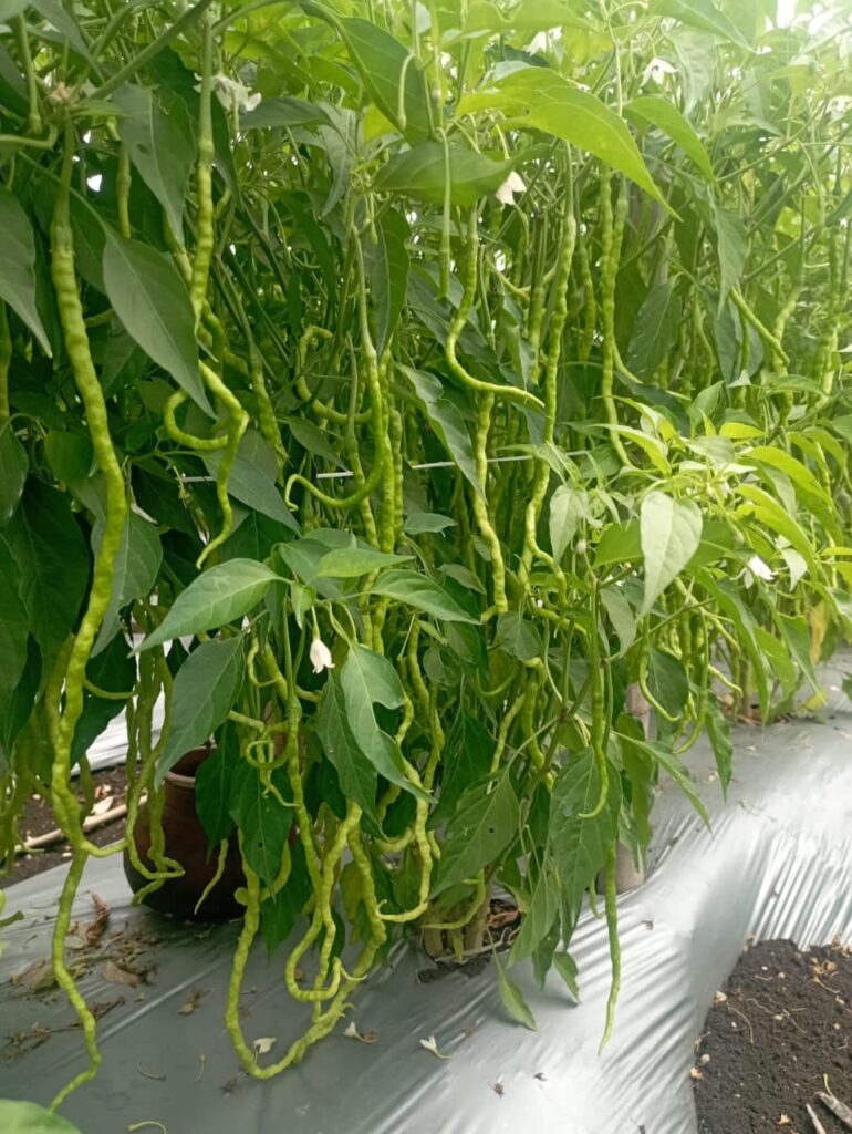 Longest Chilli Seeds India | Buy 1 Feet Long Chilli Seeds Online